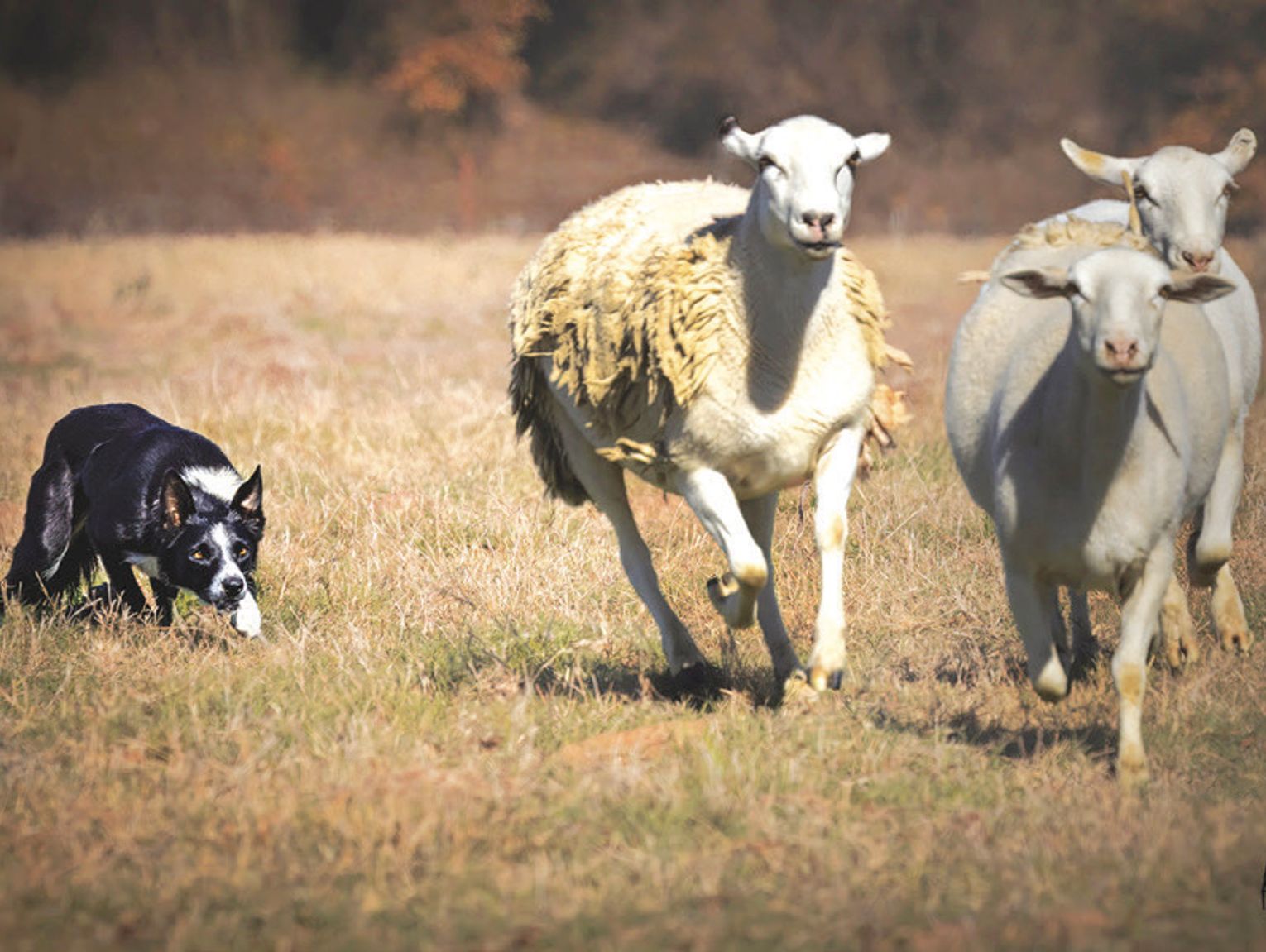 Inaugural Limestone County Sheepdog Trials set for June 7-8